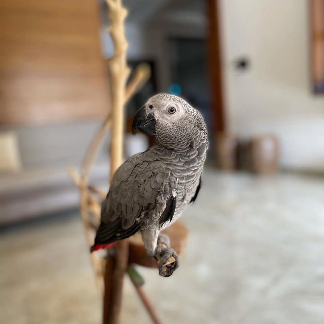 Luna the African Grey Parrot - Pim Parrots For Sale US